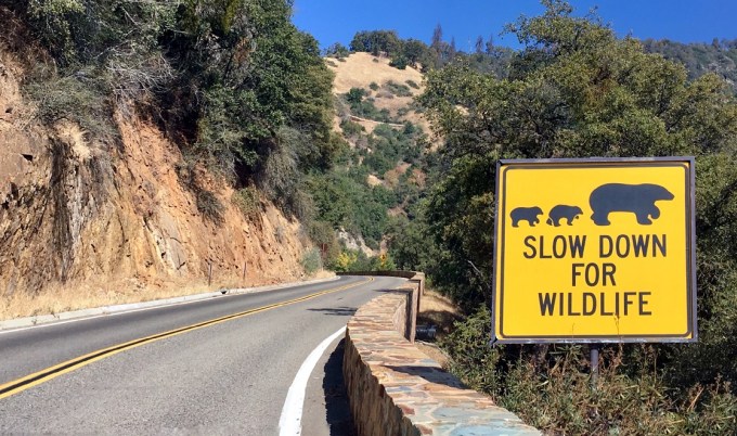 Safe driving: Animals on the road – A-1 Driving Schools | 19 Locations ...
